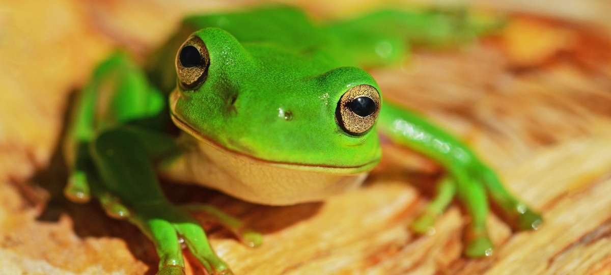 Rainette lance une web série écolo avec Addiction Agency