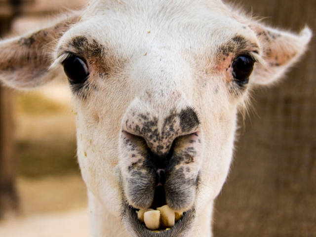 YouTube : quelle est l'identité du youtubeur Lama Fâché