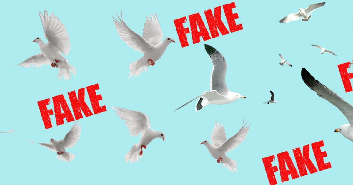 Birds aren't real, la fausse théorie du complot de Peter McIndoe