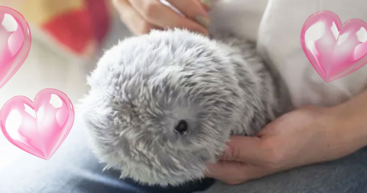 Moflin un robot thérapeutique pour la santé mentale